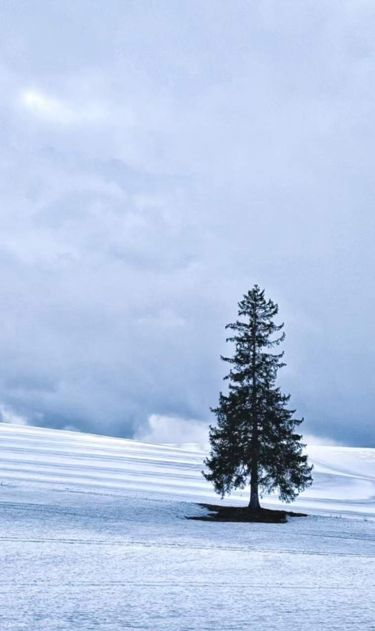 [Hokkaido Asahikawa Leisurely Day Trip] Small Group Tour/Exotic Tree ...